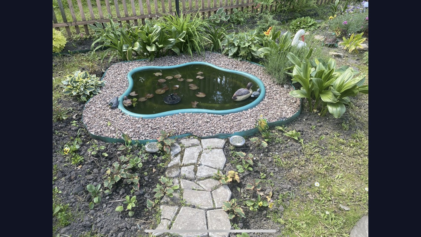 История моего маленького прудика на дачном участке и его обитателей.