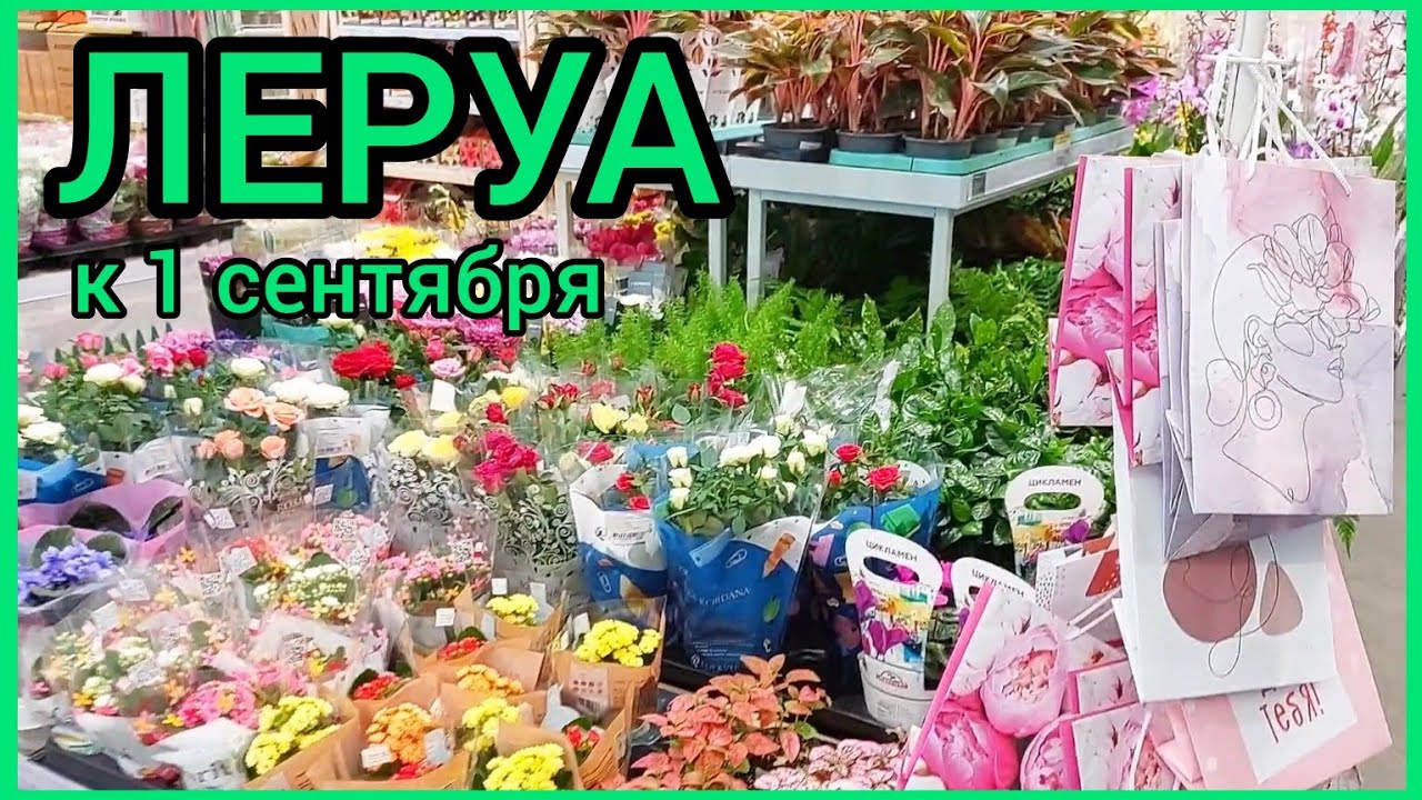 К 1 сентября ГОТОВ! #ЛеруаМерлен ? #новые #цветы ? #орхидеи ? #цикламены #розы #растения #Липецк