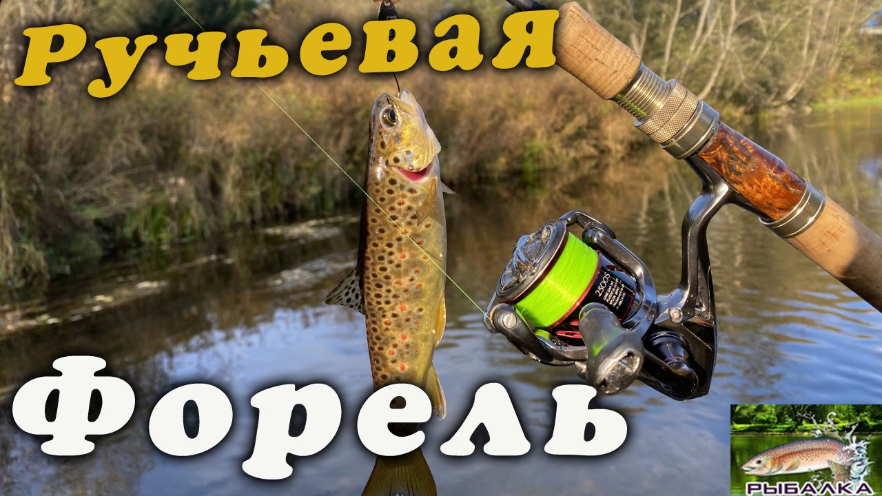 Ручьевая форель. Рыбалка в Ленинградской области. Октябрь 2021.