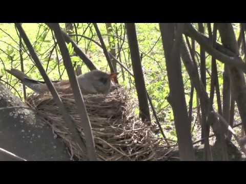 Дрозд-рябинник на гнезде - 1