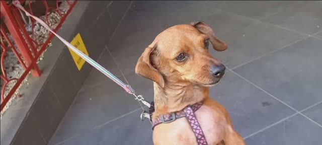 Хозяин (ка)! Пойдем гулять