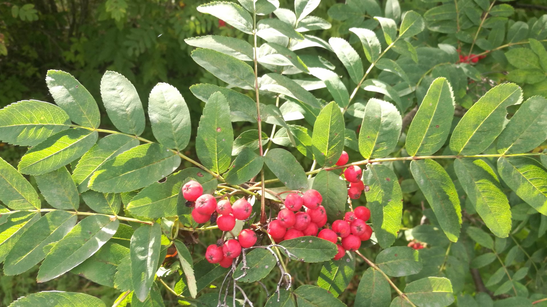 Стихи для души"Я пришлю тебе осень в обычном почтовом конверте"