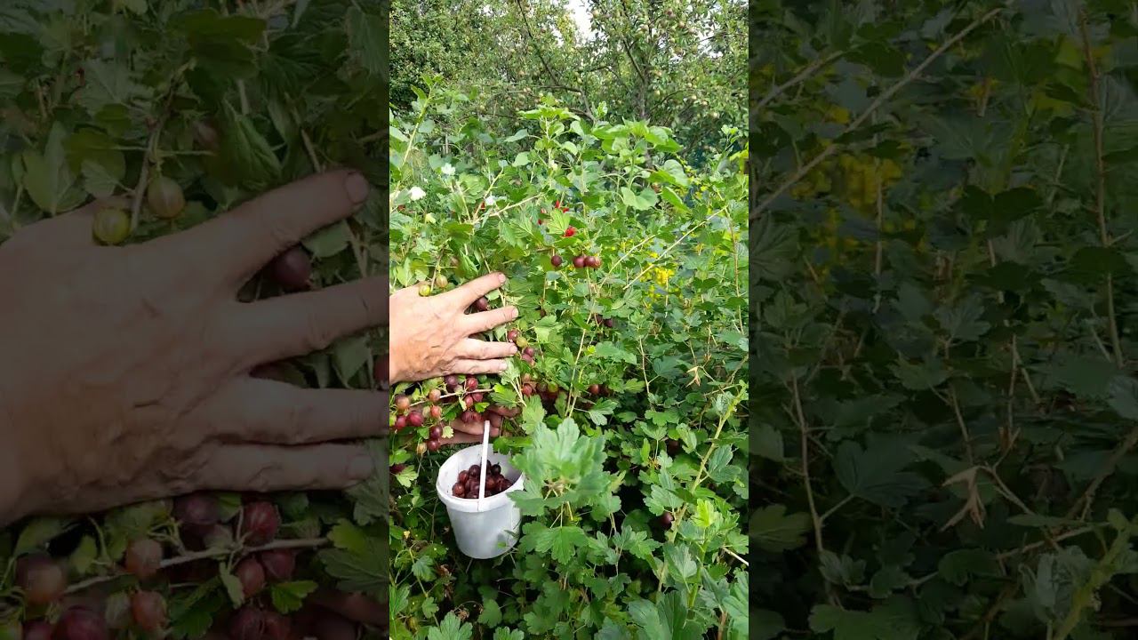 Богатый урожай крыжовника на пасеке #деревня #природа #пасека #крыжовник #shorts