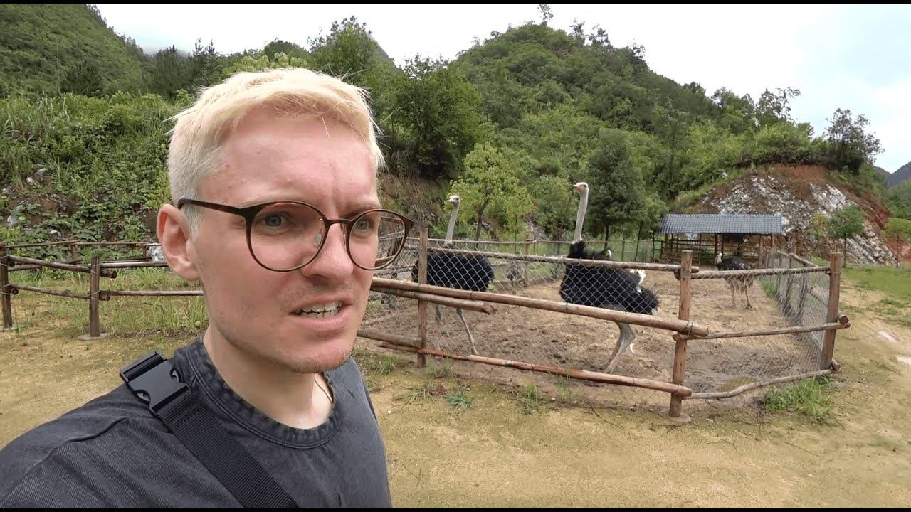 Едем в Чунцин. По пути попали на удивительные плантации чая, где встретили СТРАУСА! Серия 5