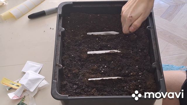 посадила Агератум голубой, розовый, белый и фиолетовый от 21.03.24