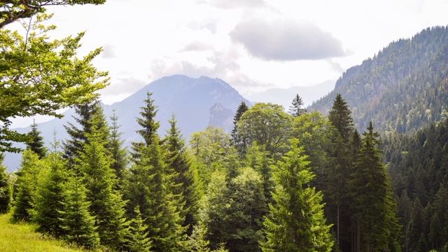 Полный релакс под красивую мелодию с пением птиц.?