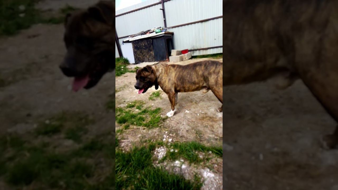 Ласковая собака. Съела пол килограмма мяса и мы стали друзьями