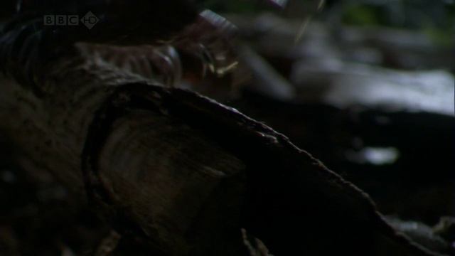 Тайны Тихого океана 2 серия «Переселенцы» (документальный сериал, 2009)