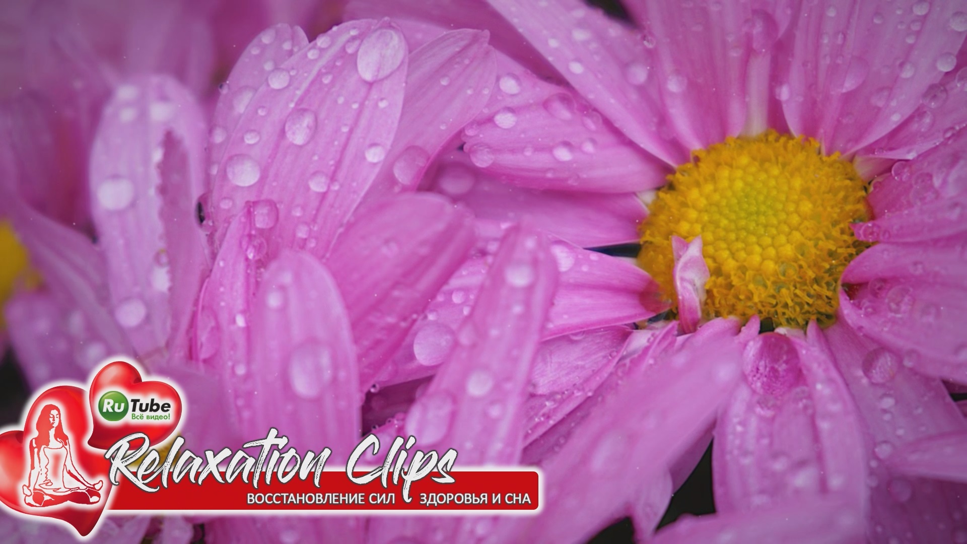 Капли росы на цветах • Музыка для релаксации • Красивый параллаксный коллаж • 15 минут.