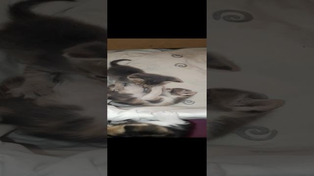 Kотята играют ч.3