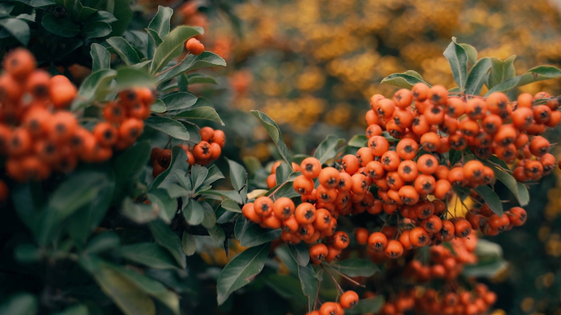 Антонио Вивальди - Времена года - Осень - Часть 2 - 4К