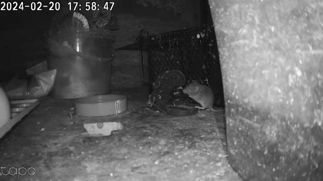 Видео как мыши попадают в мышеловку.