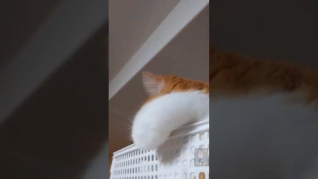 Я не жирный!