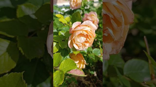 Ах, эти восхитительные розы!