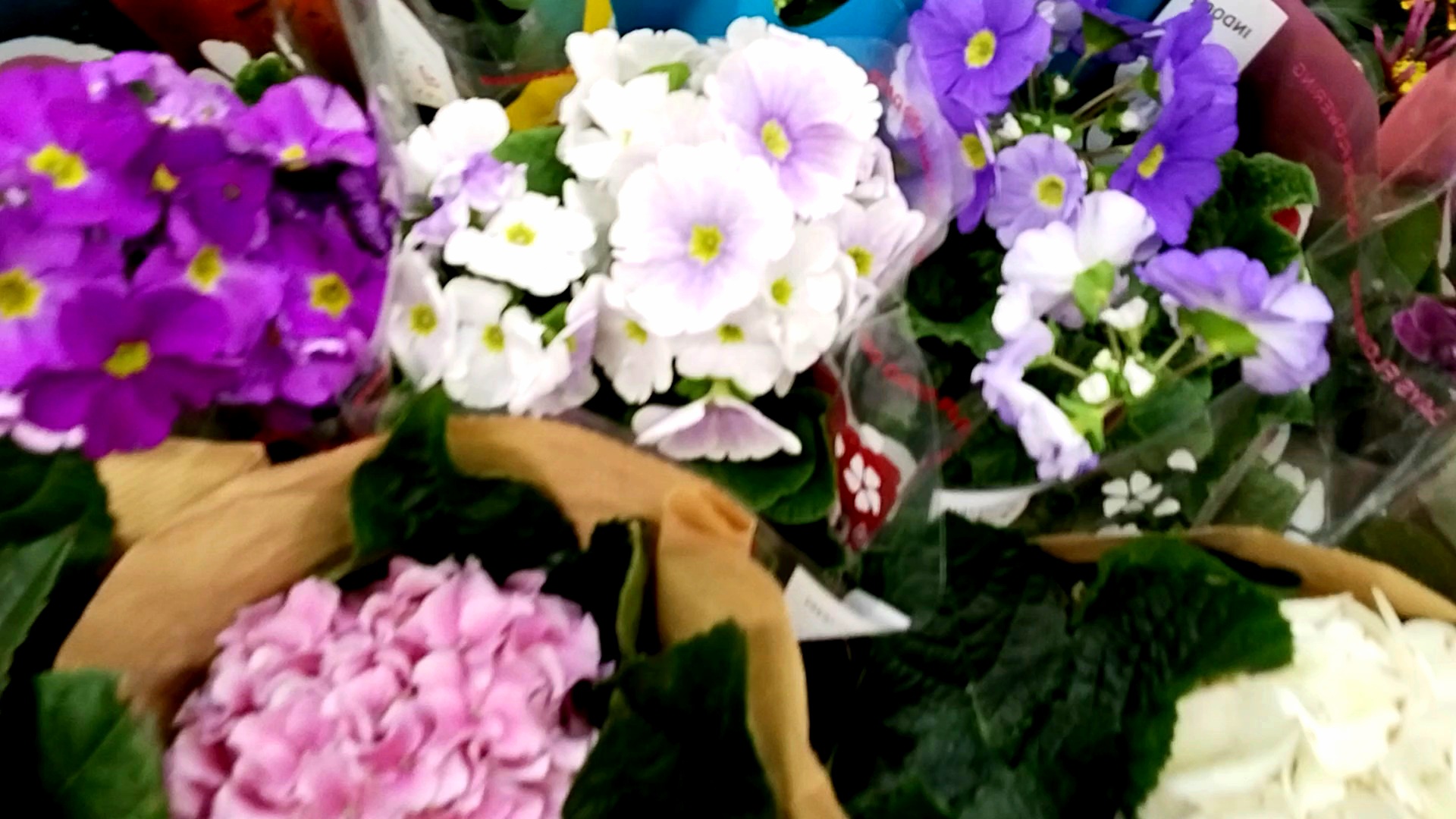 ?⚘Леруа Мерлен?Цветы,Цветы,Цветы...❤