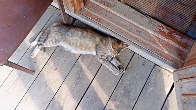 Соседская кошка Маруська, спит на солнышке