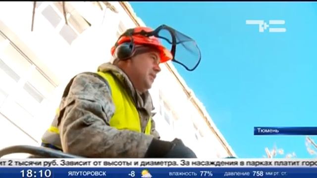 Обрезка деревьев DREAM GROUP комментарий для ТСН