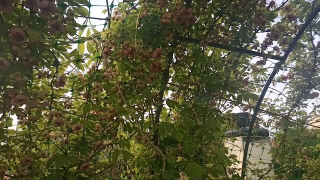 Акебия или шоколадная лиана в саду. Честный обзор на иностранку из Азии.