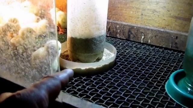 Внимание! Новый эксперимент! Мясные куры на пряниках! Возможно ли это и какие последствия. Часть 1