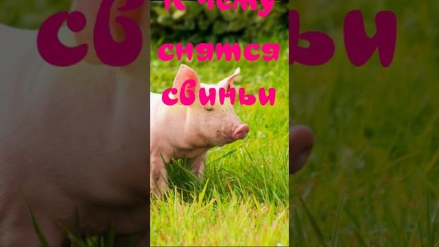 К чему снятся свиньи  #shorts