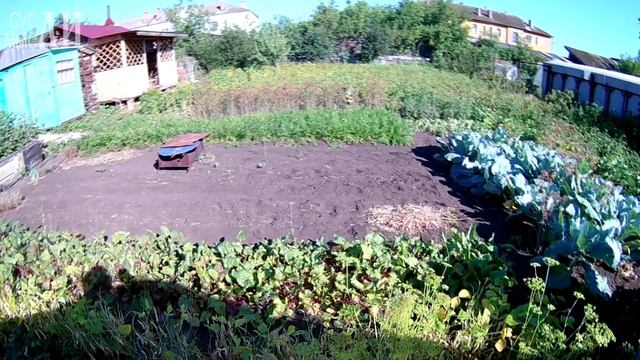 Теплица. Мой огород. Начало августа