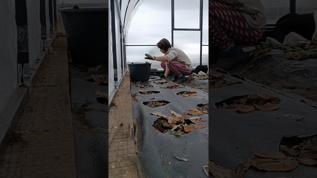 Навожу порядок в теплице Светлица