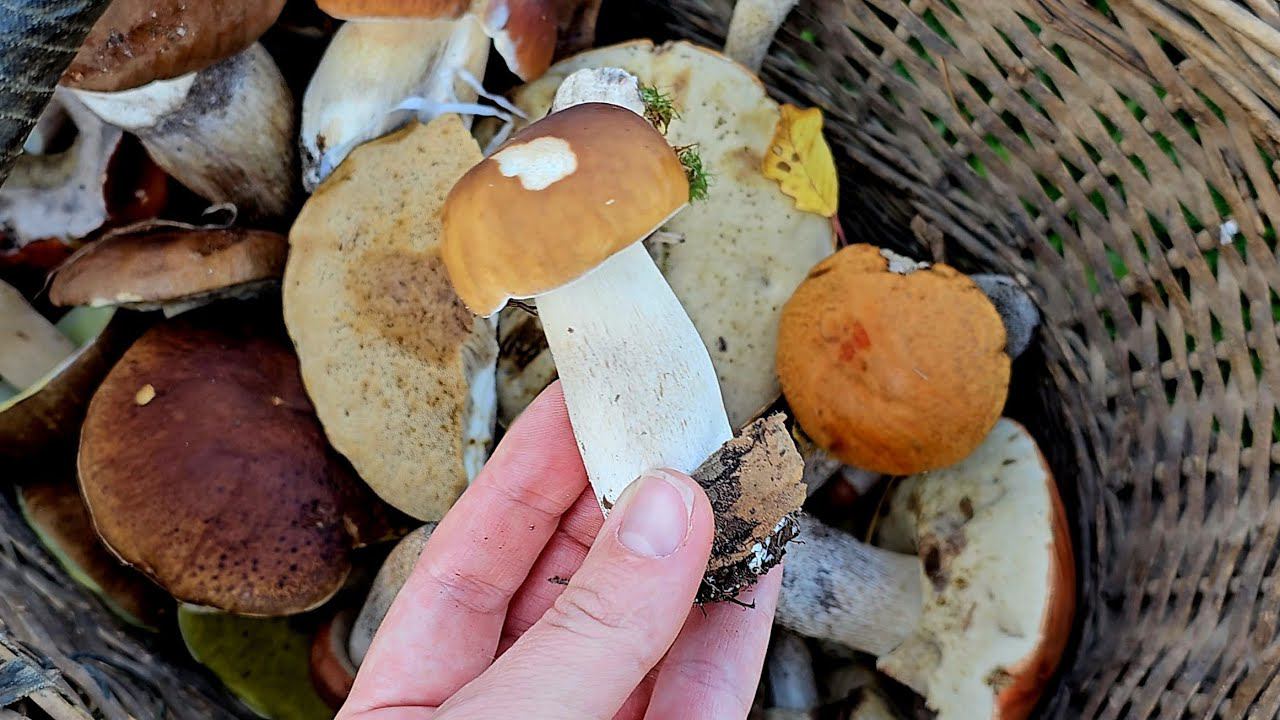 Собираем грибы в Рязанской области