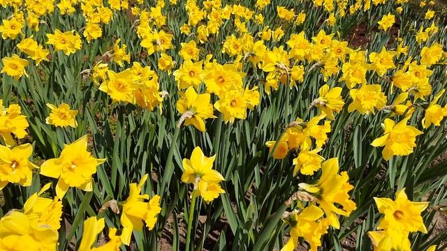 Нарциссы в городском парке