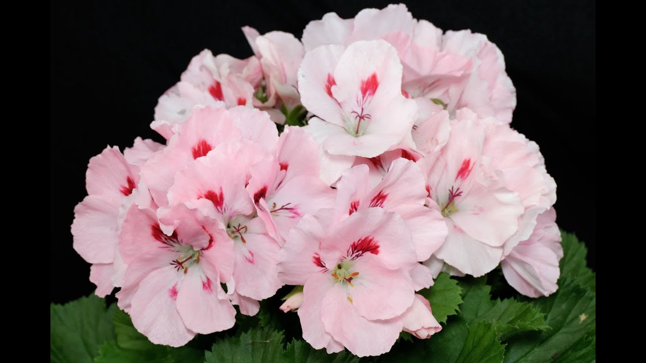 ПЕЛАРГОНИЯ_ГЕРАНЬ!!! Черенкование, посадка, уход..