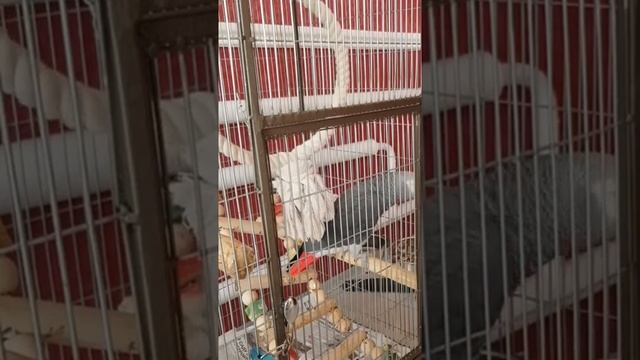 Жако не упустит возможности поболтать