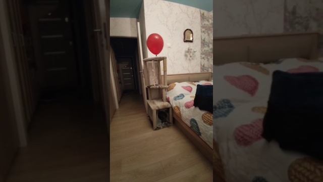 Бурманский кот и воздушный шарик