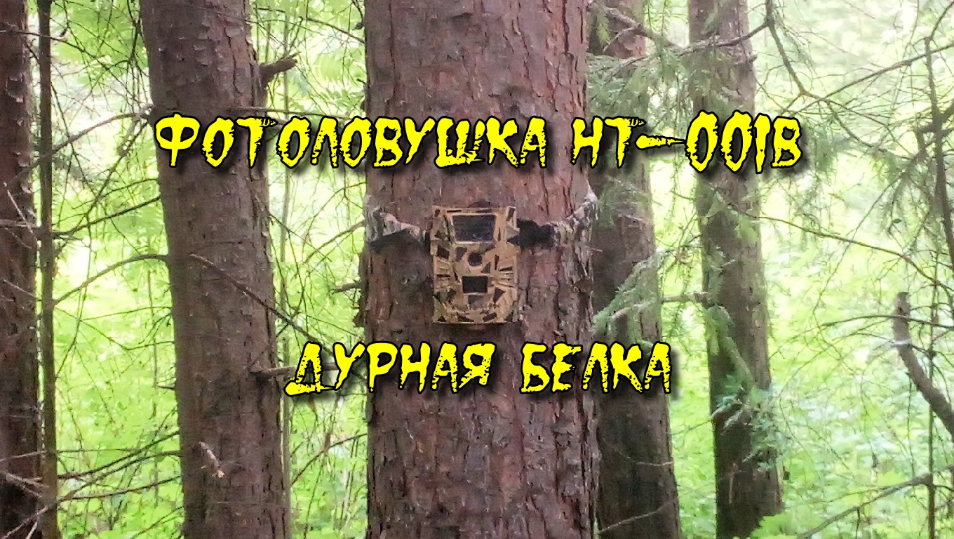 Фотоловушка HT-001b. Дурная белка