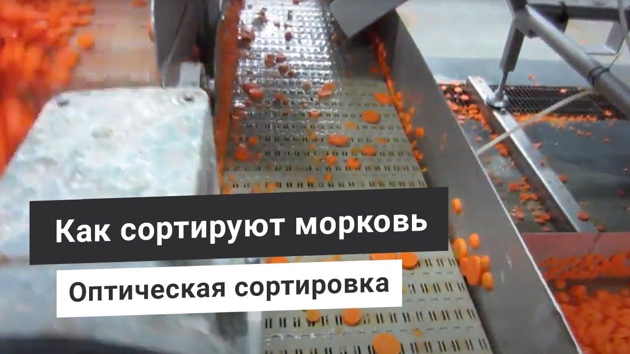 Оптическая сортировка моркови - очистка от дефектных шайб машиной для лазерной сортировки Томра