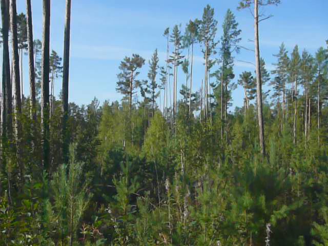 Ориентирование по Солнцу, Луне и часам. Видно ли в лесу небо?
