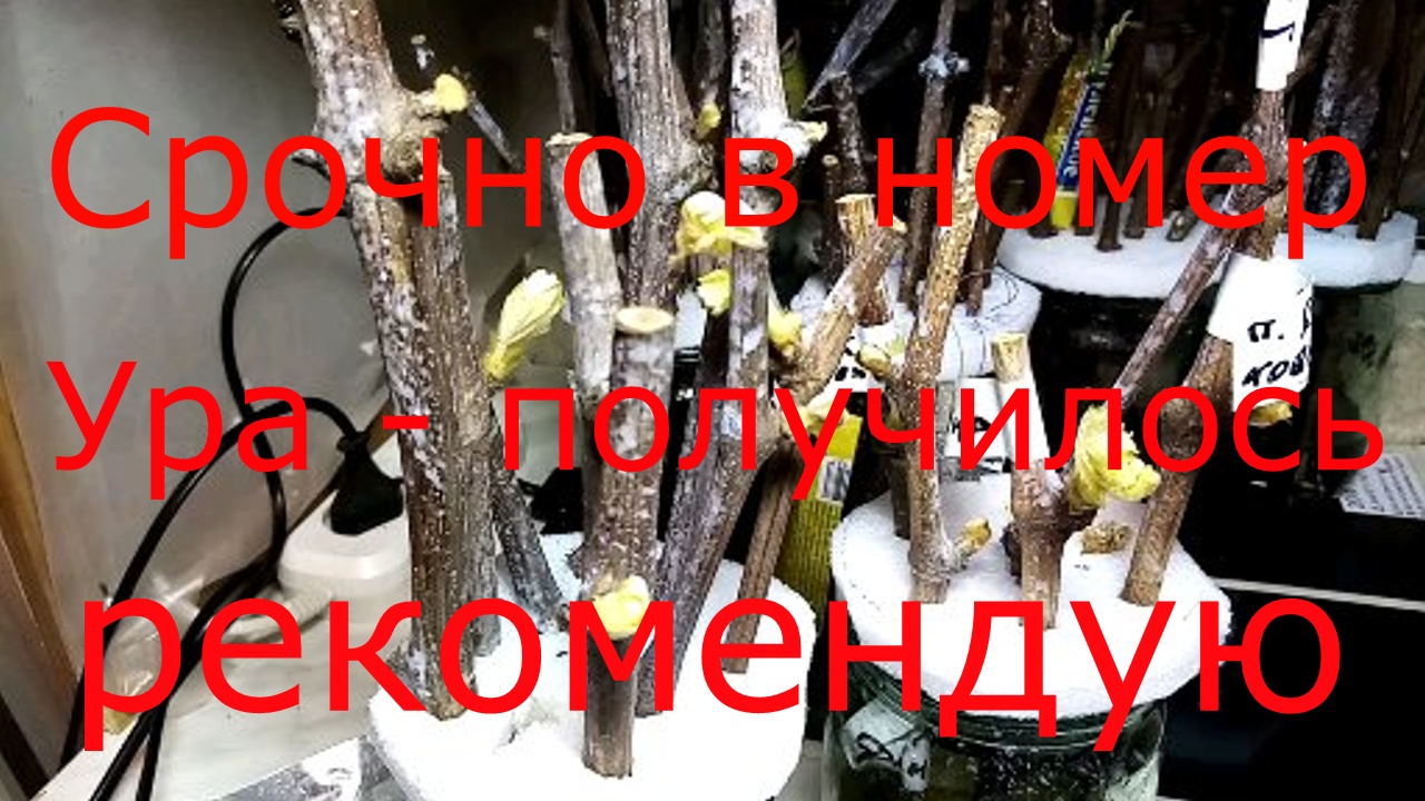 корешки проросли.mp4