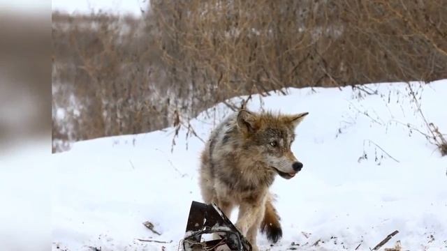 🔊 ИСПОВЕДЬ  ВОЛКА 🐺