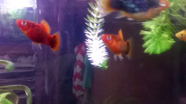 Самцы Пецилий выесняют отношения часть 1. 2021-04-18