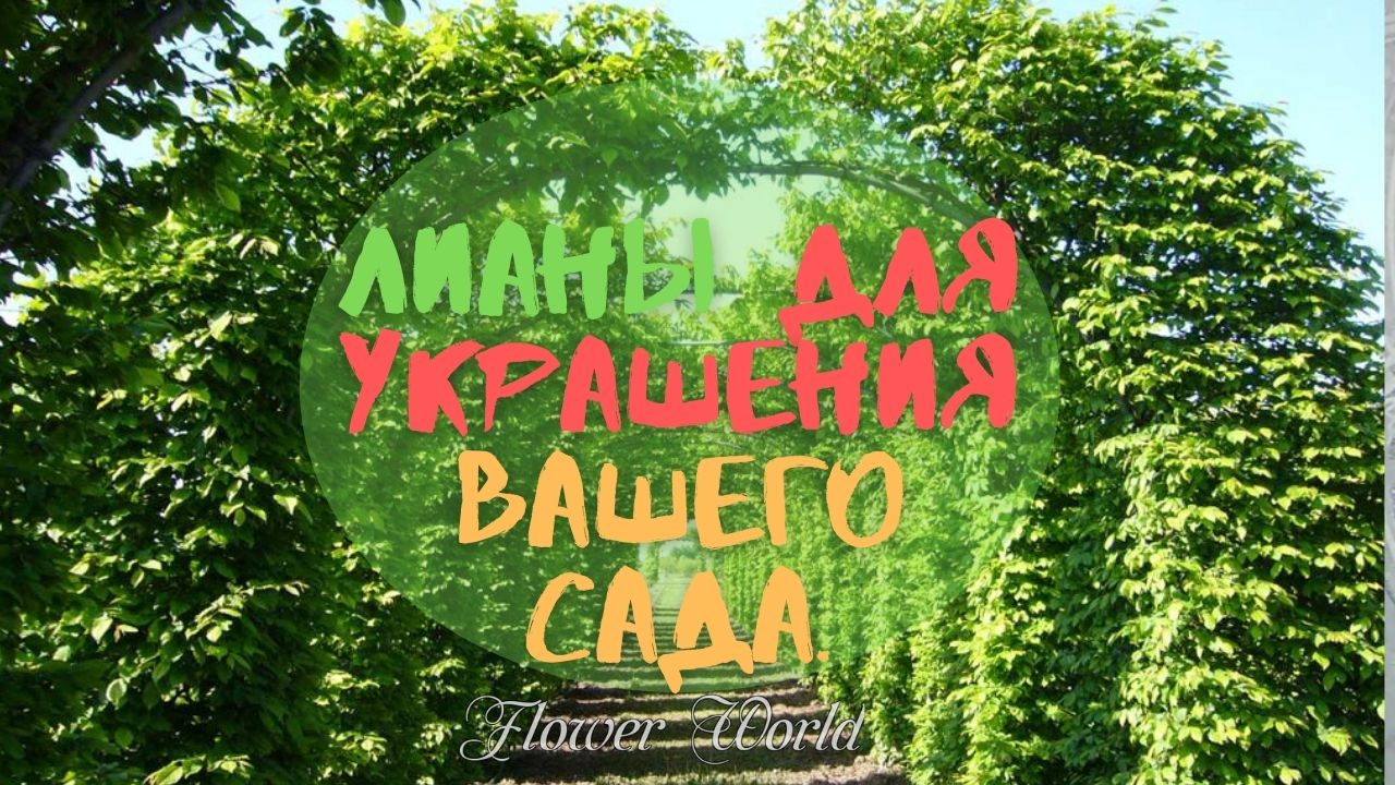 Пять вариантов морозоустойчивых лиан для украшения вашего сада.😍