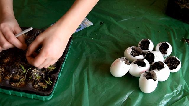 Пасхальная полянка с крашеными скорлупками и рассадой томатов и огурцов