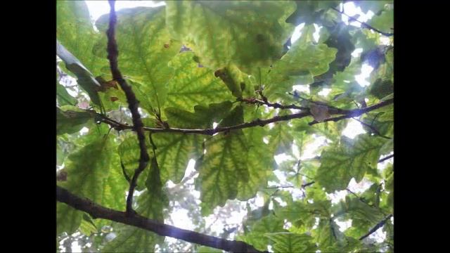 Дивна Любоевич - Statije