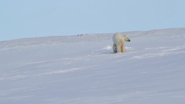 Медвежата на о-ве Земля Александры