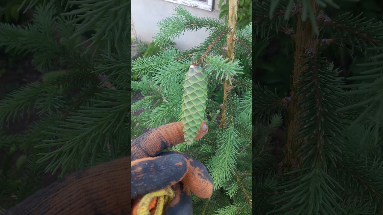 Посадил я значит ёлочки.