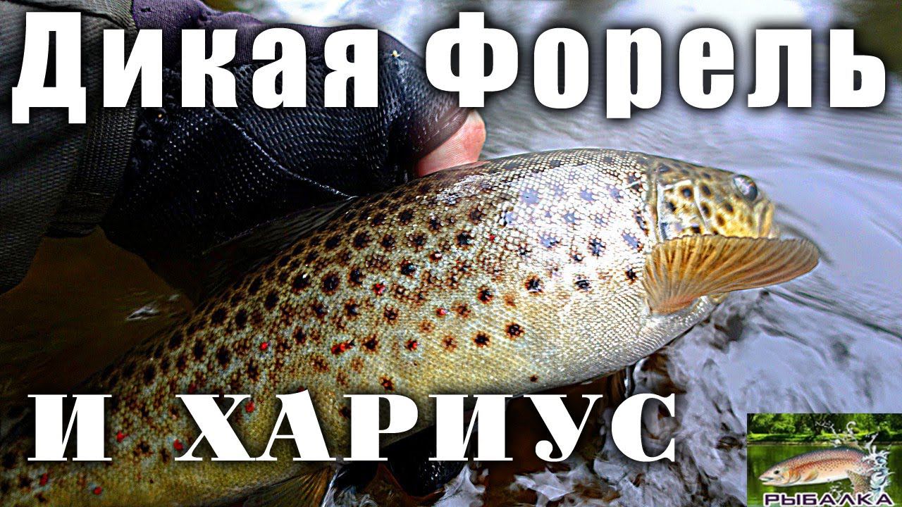 Дикая форель. Хариус. Рыбалка в Ленинградской области. Август 2021.