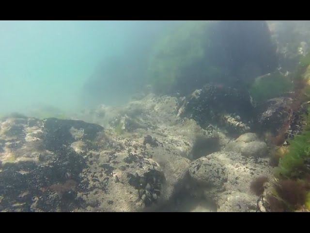 Мой Снорклинг, Подводный мир Италия, Бибионе. Альтернативный отдых.