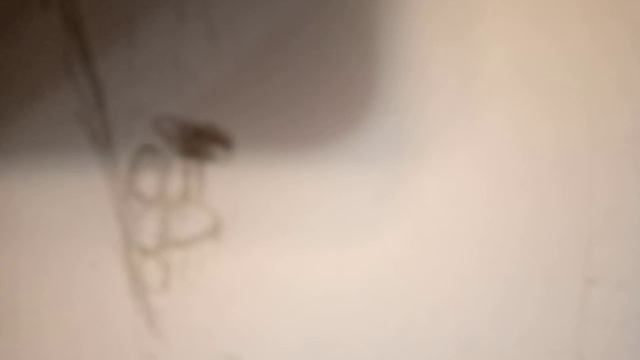 VID_20240824_130640.mp4