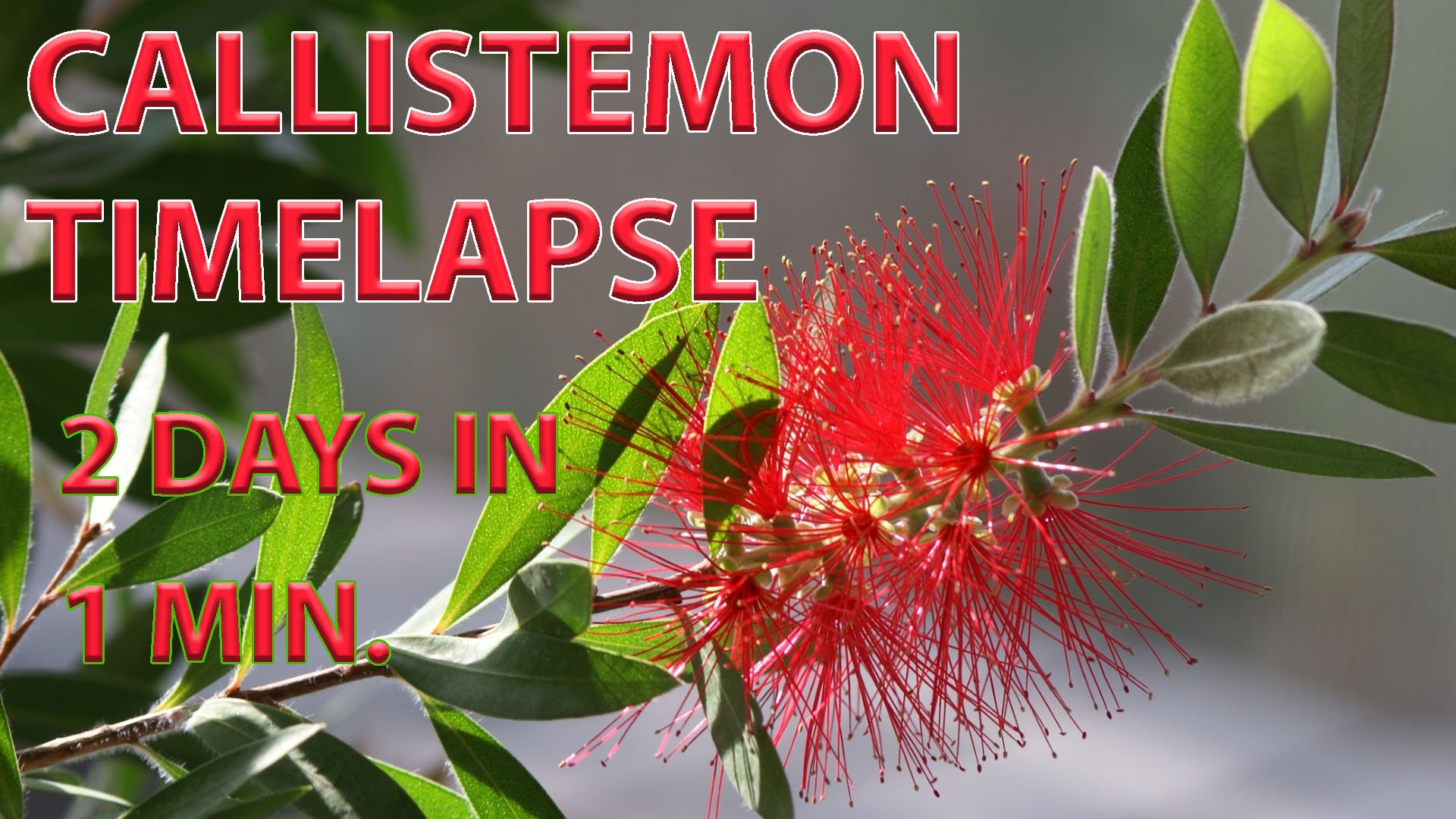 Каллистемон и Делоникс 8к видео