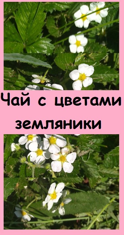Для чего я собираю цветы дикой земляники? Это мое секретное средство для сохранения бодрости!
#дача