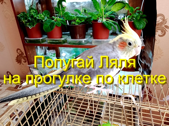 Попугай Ляля на прогулке по клетке
