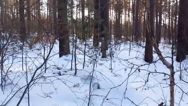 Ориентирование по природным признакам. Что не так