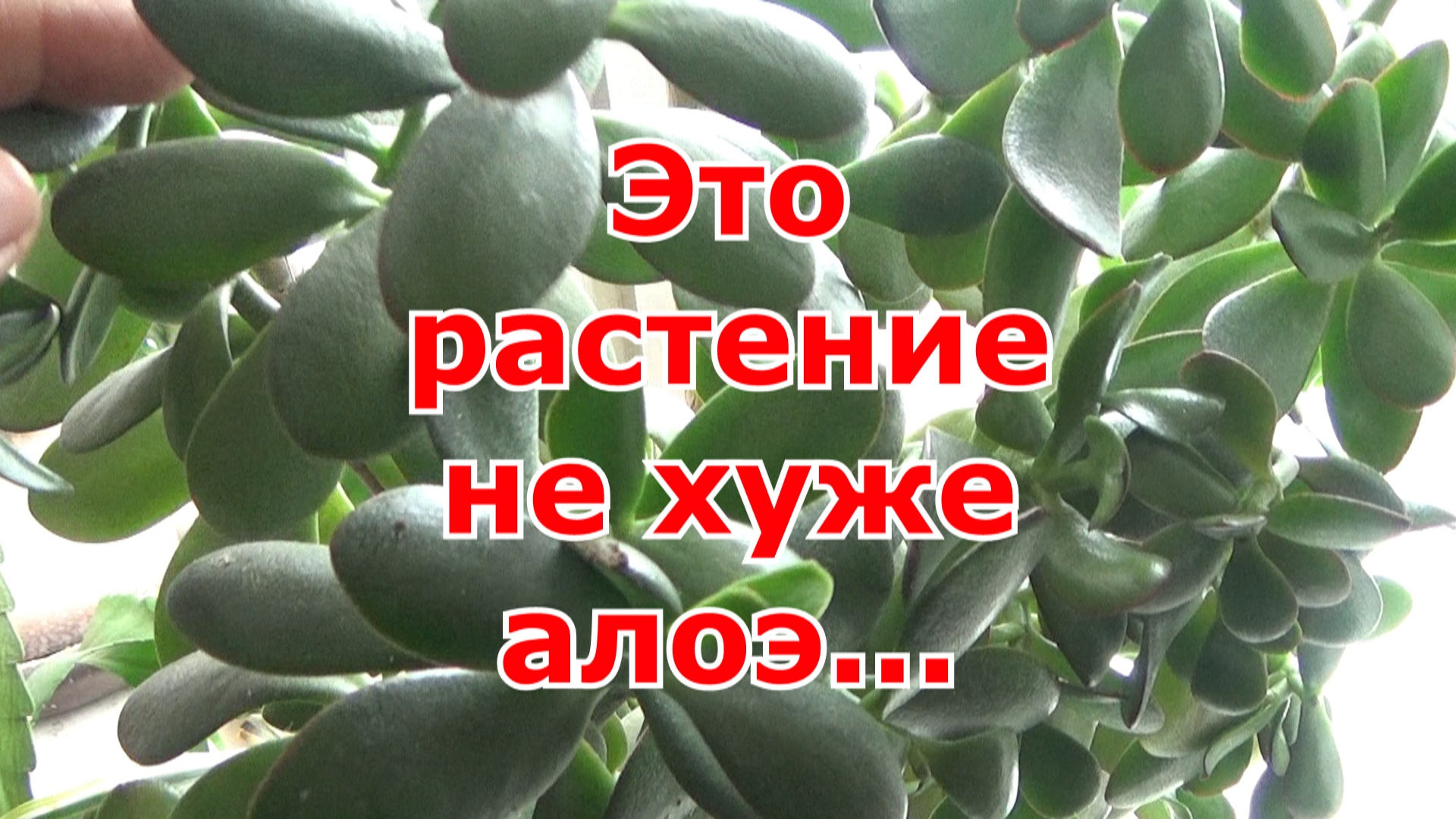 Денежное дерево (толстянка) использование для корневой и внекорневой подкормки растений. Размножение